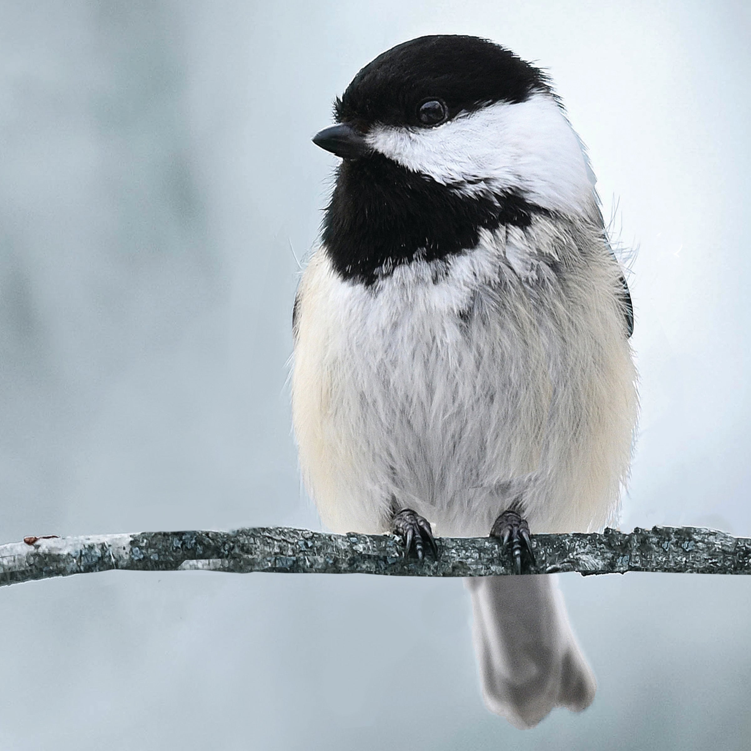 This is How to Attract Chickadees – Gifts For Bird Lovers