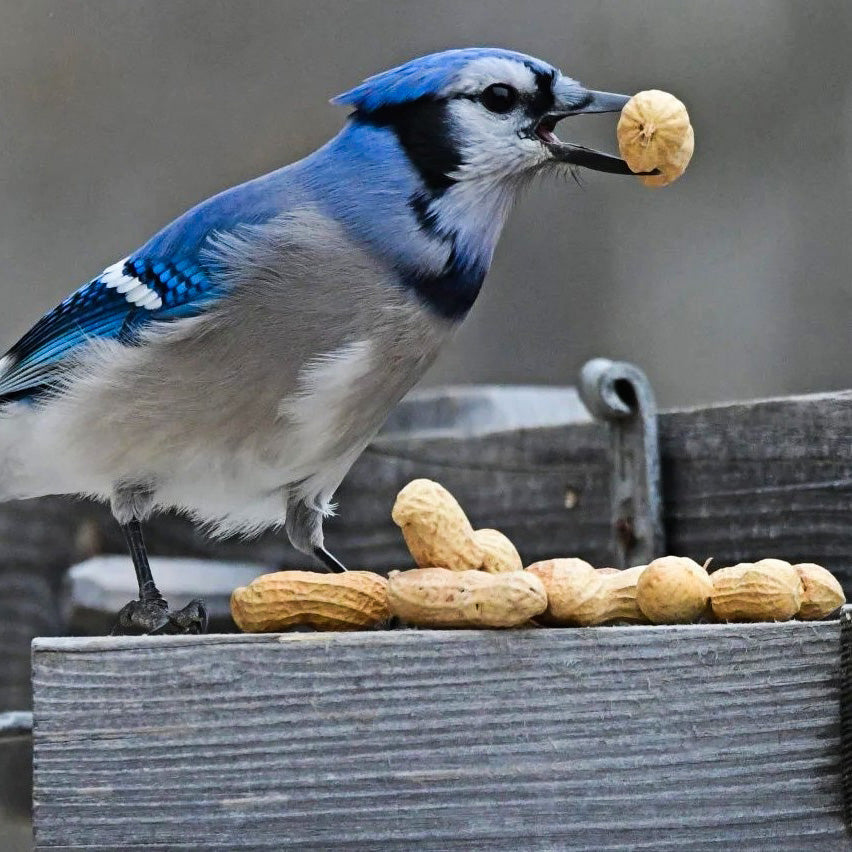 Best Bird Food for Winter: Our Top Picks For Cold Weather – Gifts For ...