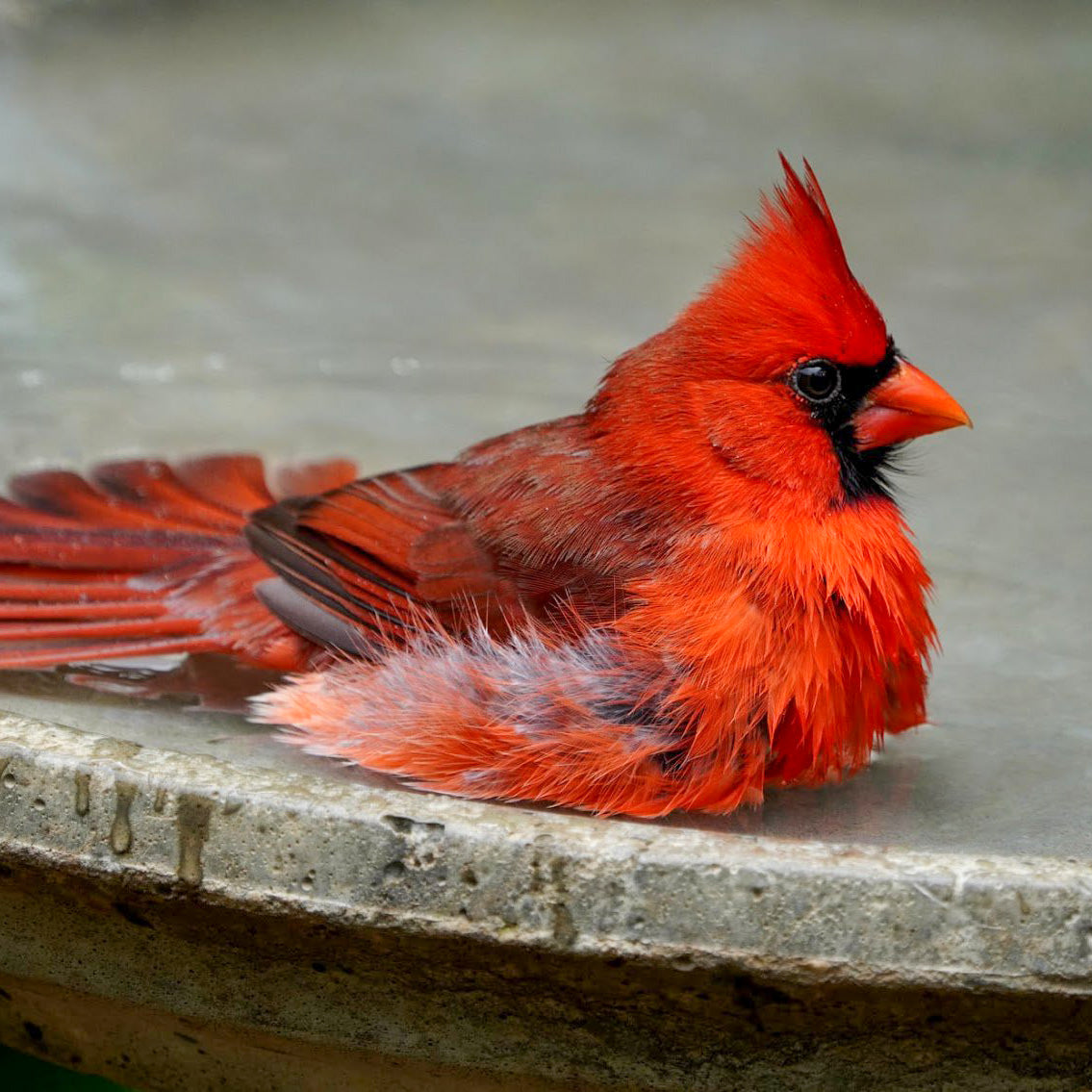 Bird Baths: Everything You Need to Know And More – Gifts For Bird Lovers