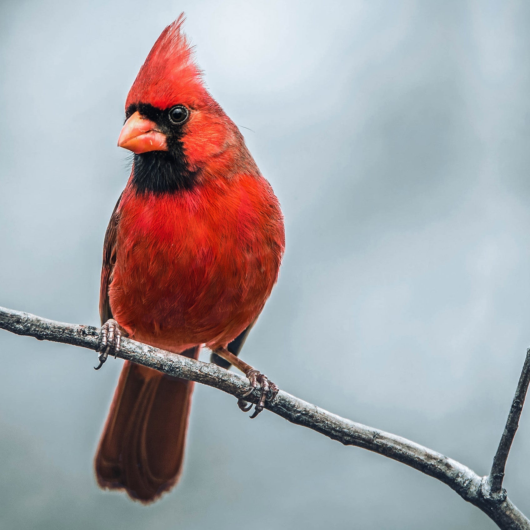 Cardinal Bird Seed: What Works, What Doesn’t – Gifts For Bird Lovers