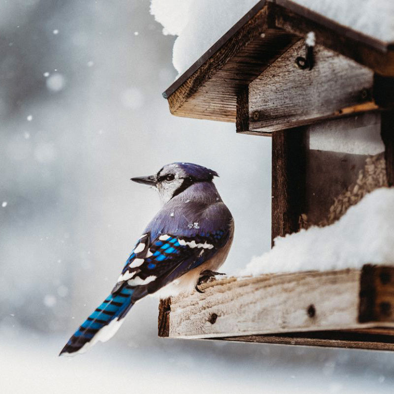 Best Foods for Winter Bird Feeding – Gifts For Bird Lovers